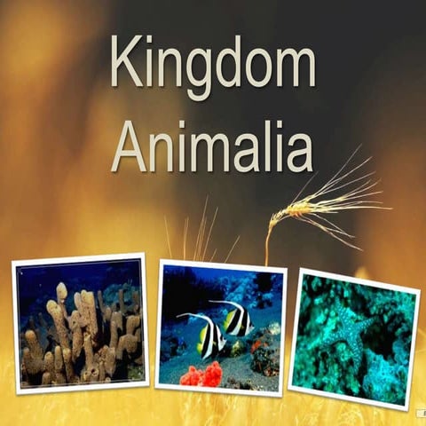 Kingdom animal | PPT