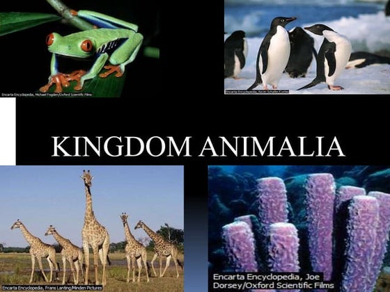 Animal Kingdom | PPT