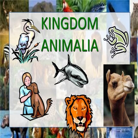 KINGDOM ANIMALIA.pptx