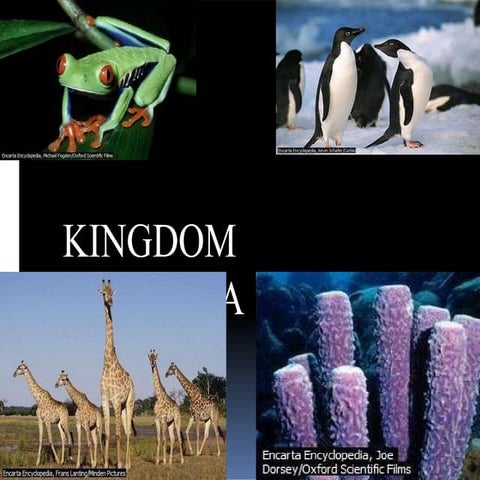 kingdom Animalia PowerPoint Presentation | PPT