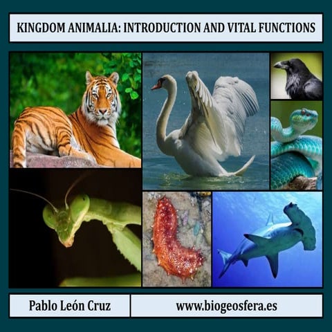 Kingdom Animalia - Introduction and vital functions | PPTX