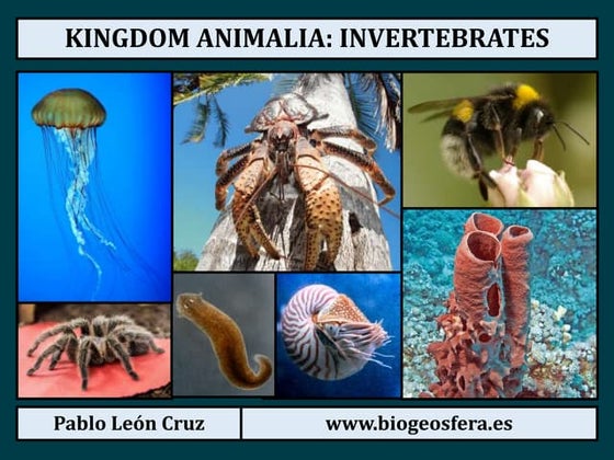 Invertebrates class ppt | PPT