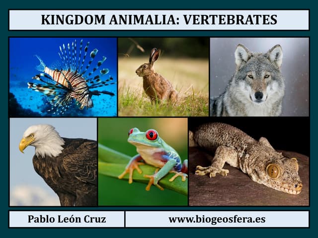 Vertebrates | PPT