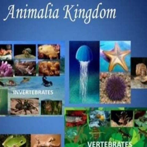 KINGDOM_ANIMALIA_PPT.ppt