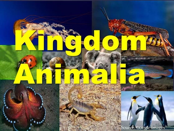 Kingdom Animalia Examples Animal Kingdom, Classification,