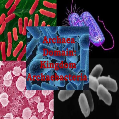 Species Of Archaebacteria
