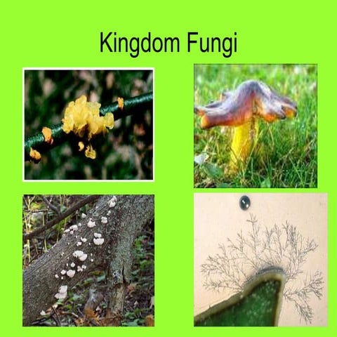 Kingdom fungi | PPT