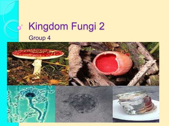 Kingdom fungi | PPTX