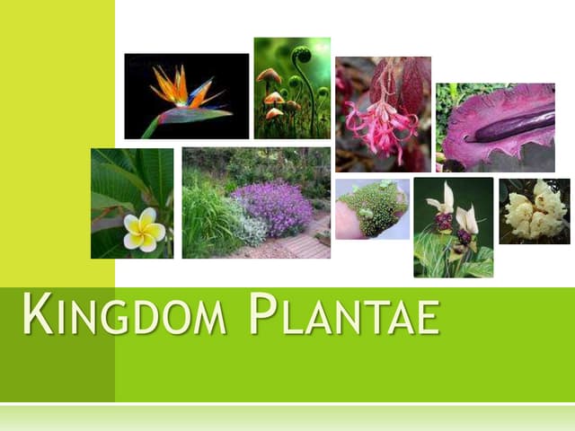 Classification of gymnosperms | PPTX