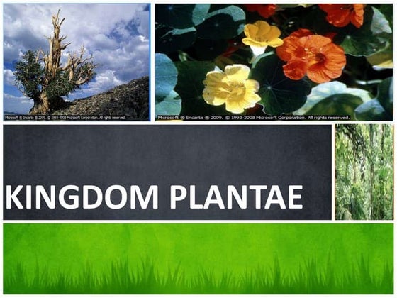 Classifying Plants Based On Climate And Habitat | PPT