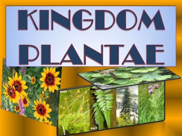 Kingdom plantae