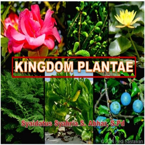 KINGDOM PLANTAE | PPTX