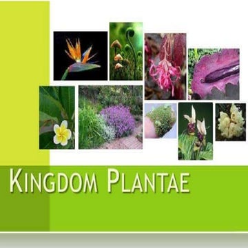 Kingdom plantae | PPTX