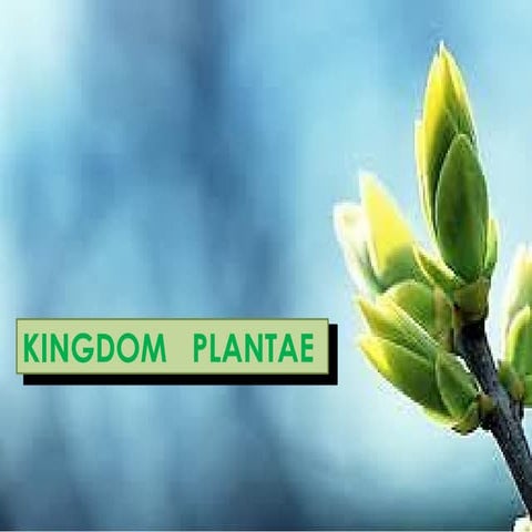 Grade 11 biology plant kingdom | PPTX
