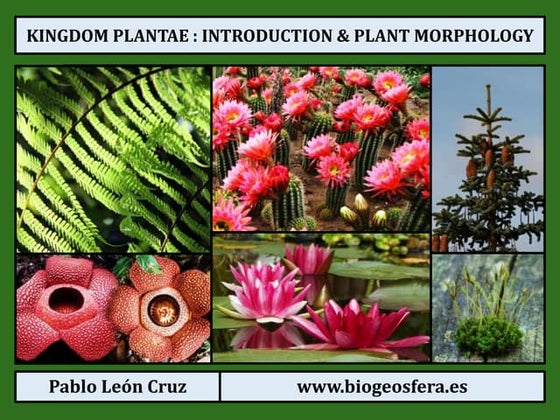 The plant system | PPT