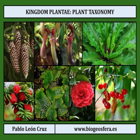 Kingdom Plantae Pictures And Names Kingdom Plantae | Taxonomy 3