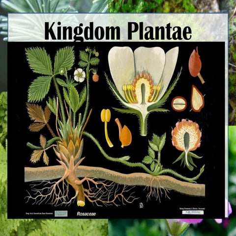 Kingdom Plantae PPT untuk kelas 8 smp.pptx