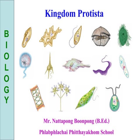 Kingdom Protista | PDF