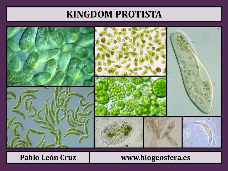 Protista