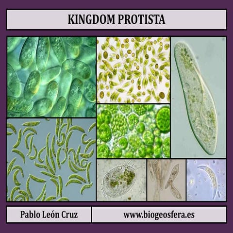Kingdom Protista | PPTX
