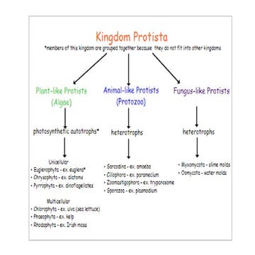 Kingdom Protista Classification Chart Biological Diversity 3