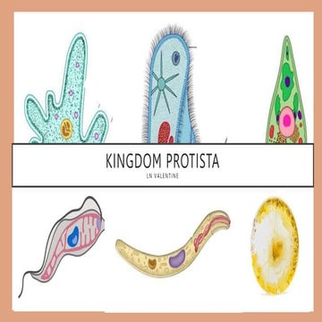 Kingdom Protista.pptx