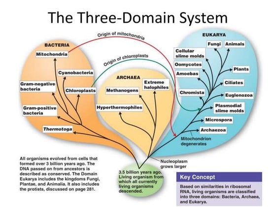 Three domain of classification | PPTX | Biological Sciences | Science