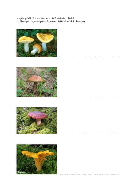 Metsamarjad 1 powerpoint esitlus | PPT