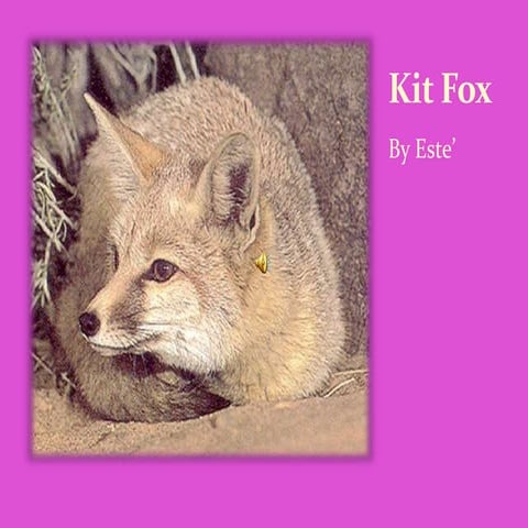 Kit Fox | PPTX