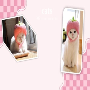 ALL ABOUT CATS SINCE THEY ARE CUTE AND IM | PPT