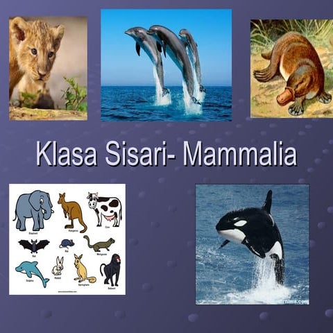 Klasa sisari mammalia | PPT