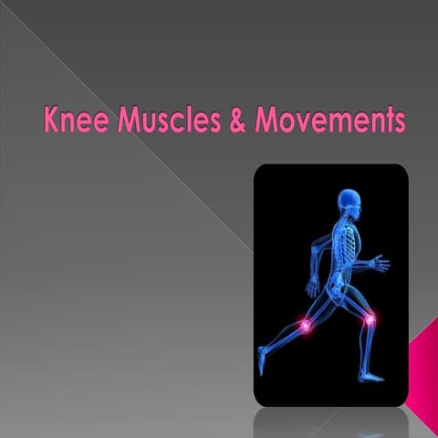 Knee muscles & movement | PPTX
