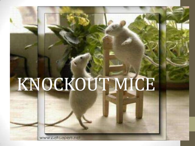 Knockout mice | PPTX