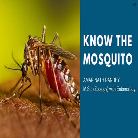 Difference between major mosquito species (Anophele, Culex and Aedes sp ...
