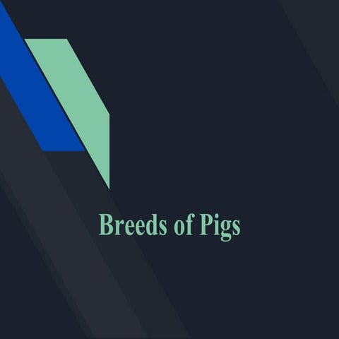 The different breeds of swine | PPTX
