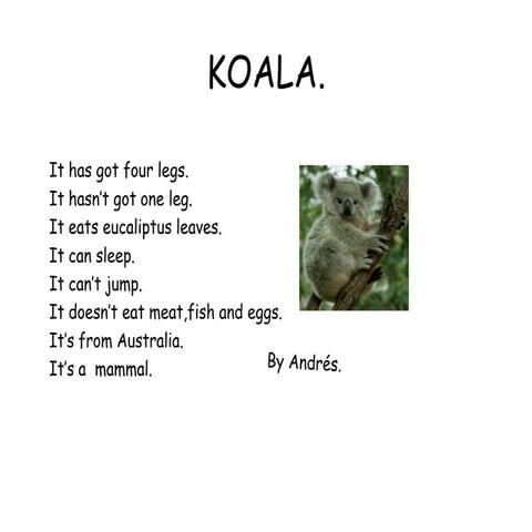Koala by Andrés | PPT