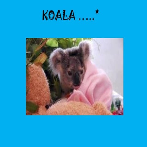 Koala | PPT