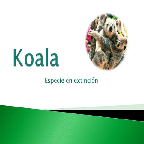 Koala (english) | PPT
