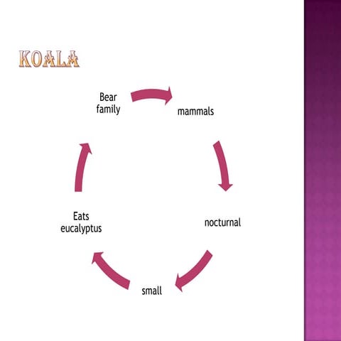 Koala | PPT