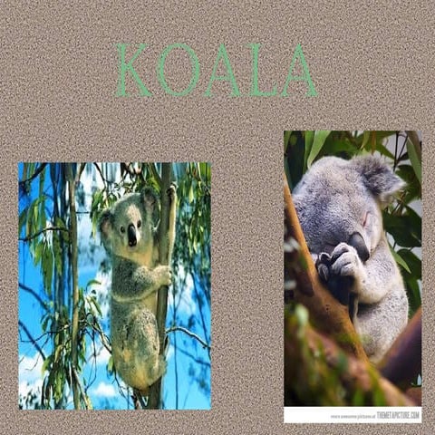 Koala | PPT
