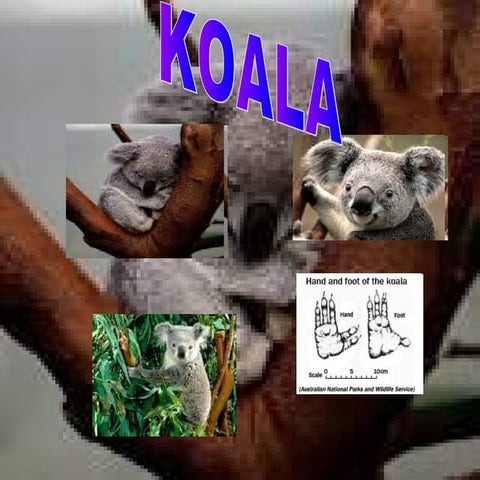 Koala | PPT