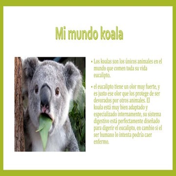 Que Comen Los Koalas Que Comen Los Animales Koala | PPT