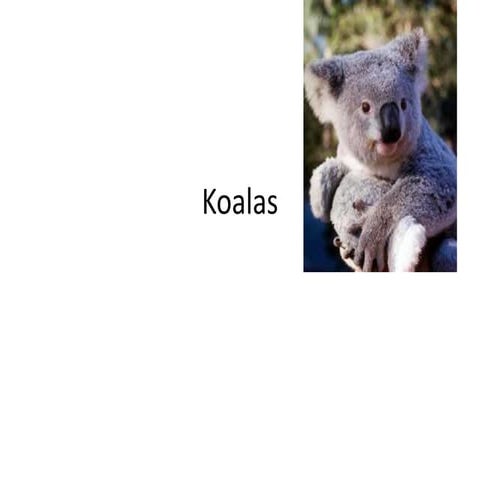 Koalas | PPTX