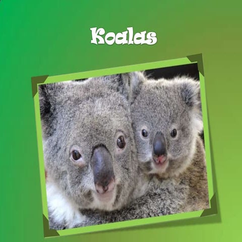 Koalas | PPT