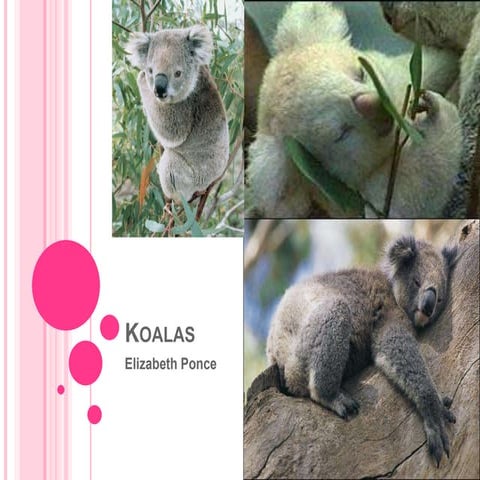 Koalas by elizabeth ponce | PPTX