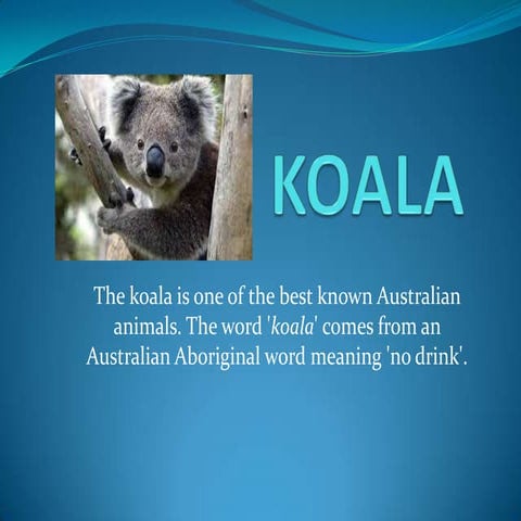Koala veronica | PPTX