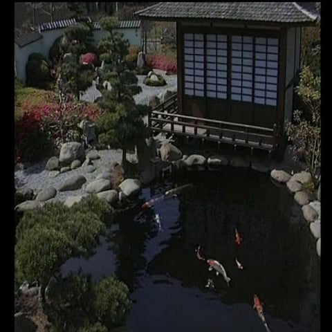 Koi presentation | PPT