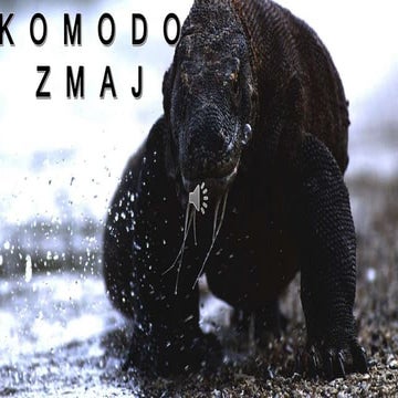 Komodo zmaj | PPTX