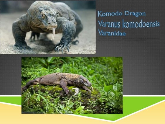 Komodo Dragon I PPT | PPTX