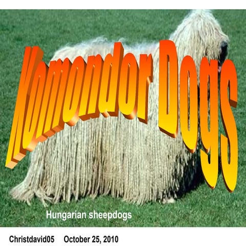 Komondor dogs | PPS
